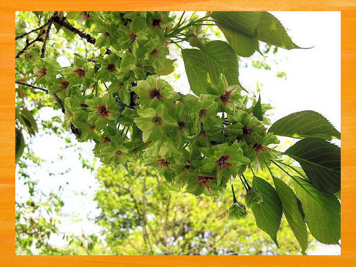 A(1339) 画像お遊び: maechan