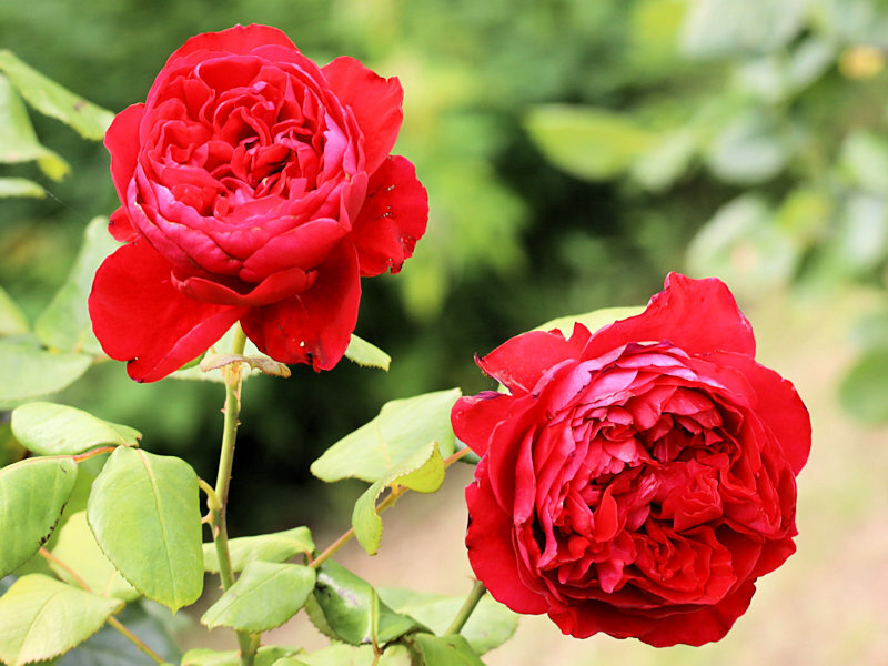 A(1526) 今日の散歩の花: maechan