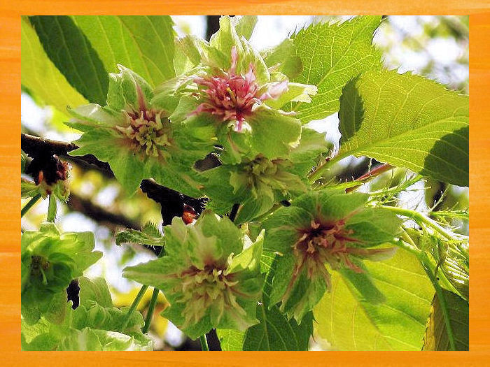 A(1339) 画像お遊び: maechan